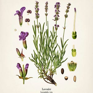 Vintage Lavender Botanical Print - KO-64 - Fine Art Prints of Kohler's ...
