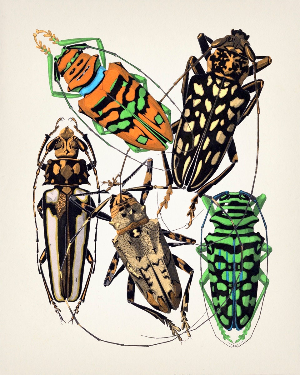 Insects SET No. 3 1926 Set of Four Insectes | Etsy