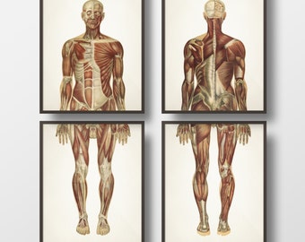 Anatomy Print SET of 2 Anatomical Poster Muscles and - Etsy