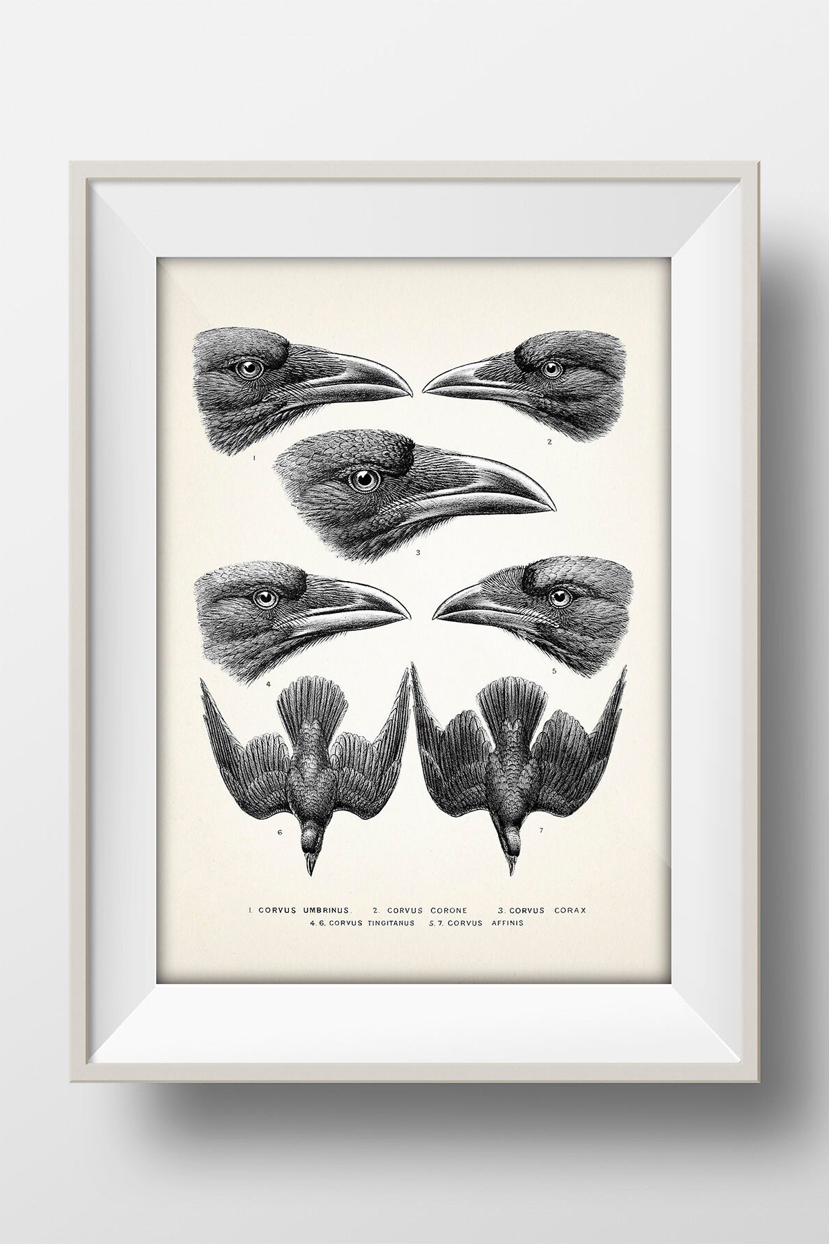 Corvus Species, Crows, Ravens, Etc Wall Art [1881] -BI-28- Avian Fine ...