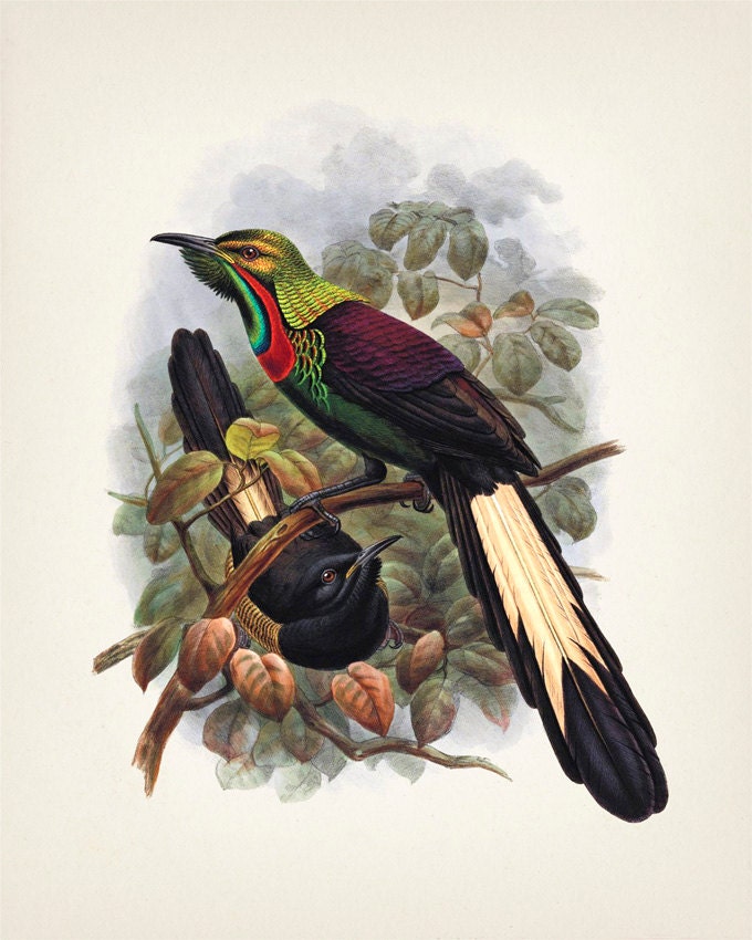 Splendid Astrapia Bird of Paradise (astrapia Splendidissima) - BP-18 ...