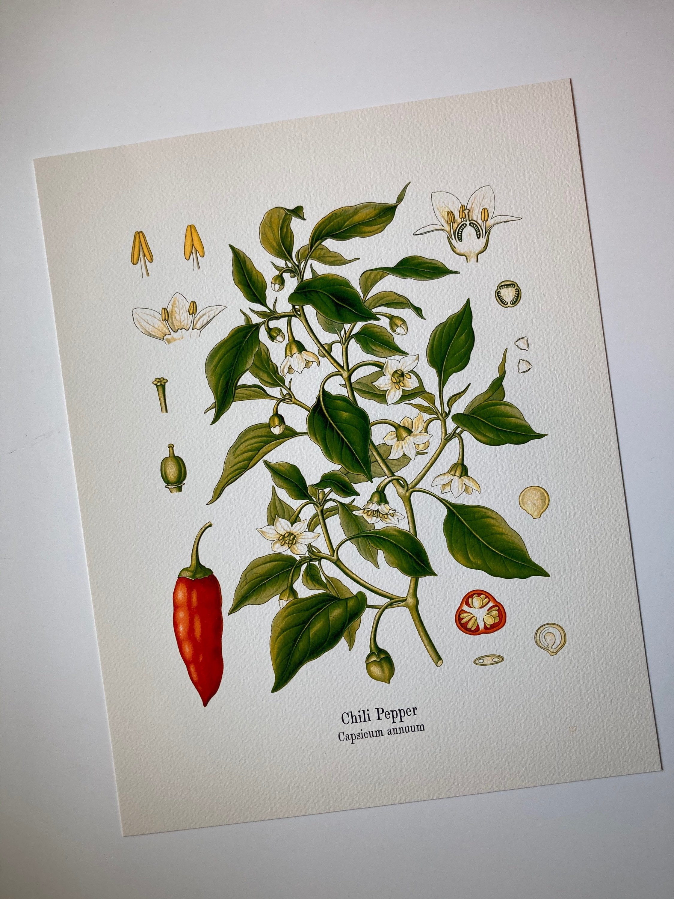 Vintage Chili Pepper Print Fine Art Prints of Kohler's | Etsy