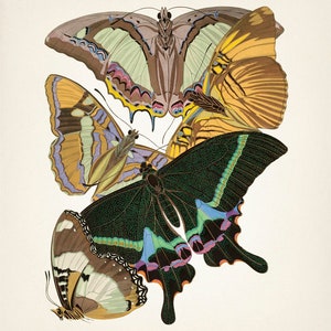 Butterflies No. 8 [1925] Papillons - MO-88 - Fine Art Print of a ...