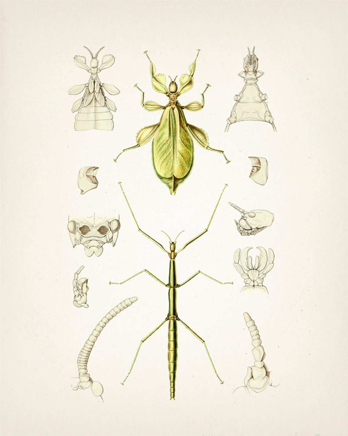 Leaf Insect and Stick Bug : Fine Art Print of a Vintage - Etsy