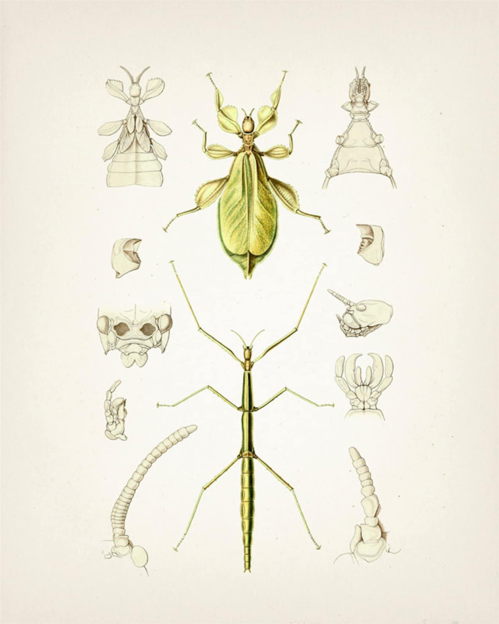 Leaf Insect and Stick Bug : Fine Art Print of a Vintage - Etsy