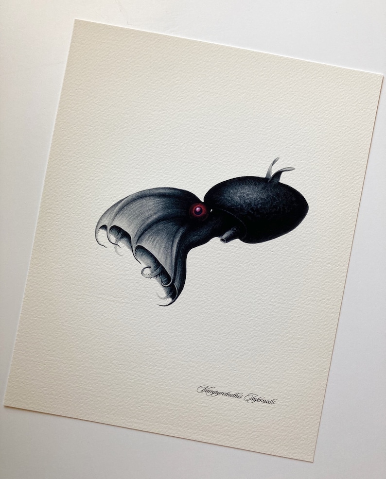 Vampire Squid vampyroteuthis Infernalis OC-17 Fine Art - Etsy