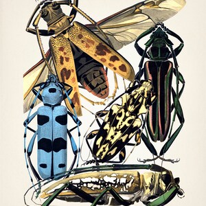 Insects No. 03 [1926] Insectes - IN-43 - Fine Art Print of a Vintage ...