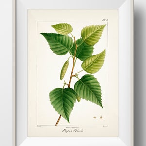 Paper Birch Tree (betula Papyracea) - TR-19 - Fine Art Print of a ...