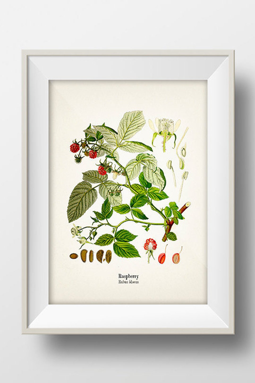 Vintage Raspberry Print - KO-08 - Fine Art Prints of Kohler's Vintage ...