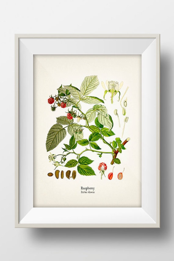 Raspberry Illustration Vintage
