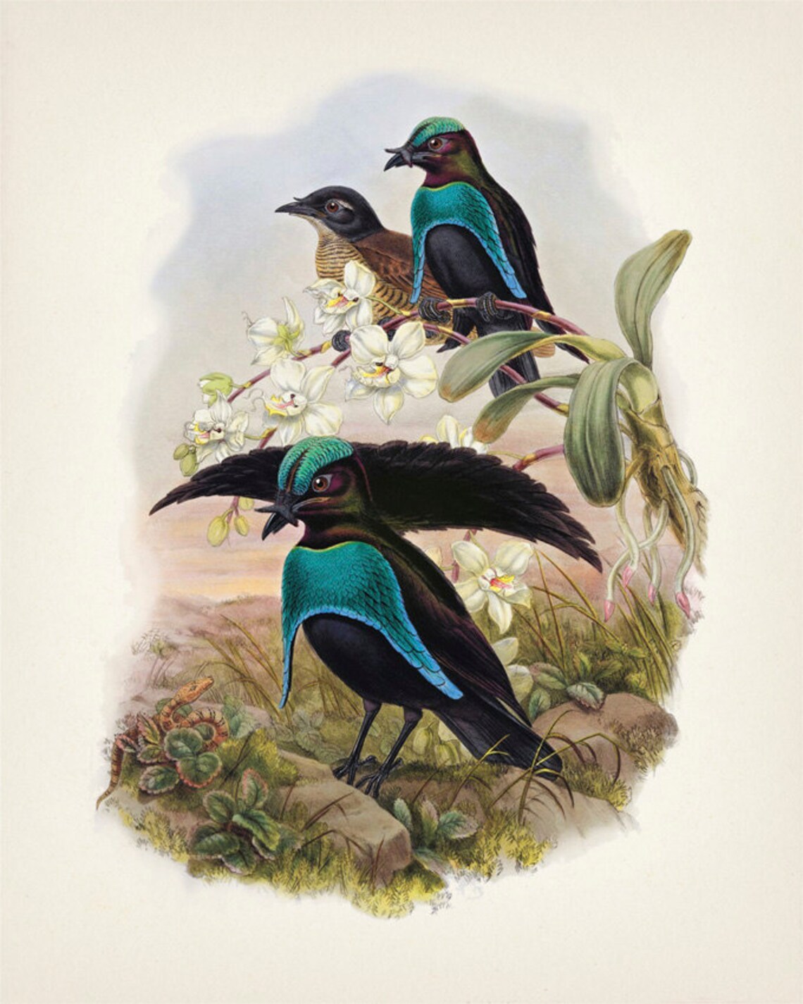 Superb Bird of Paradise lophorina Superba BP-19 Fine Art - Etsy