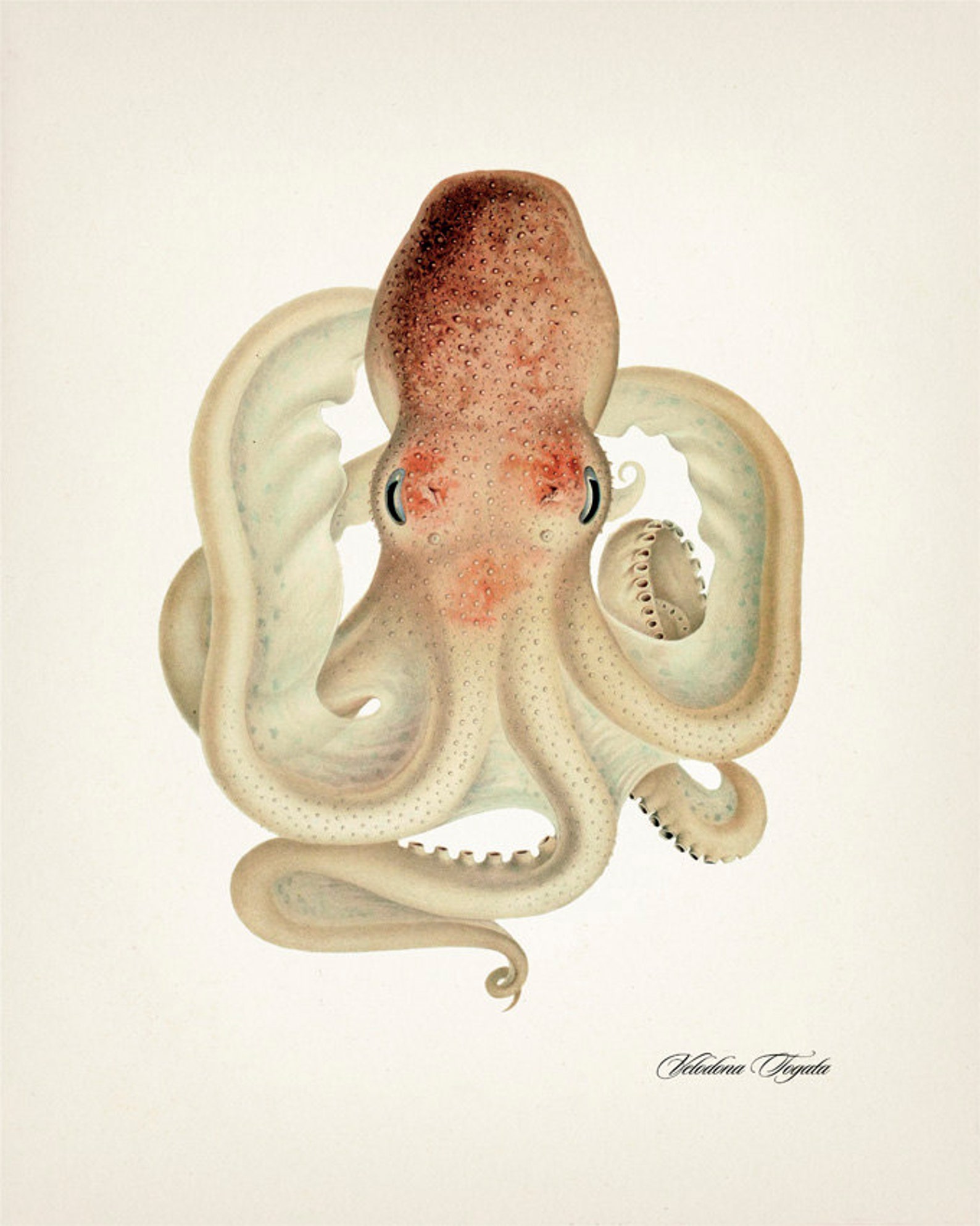Angel Octopus 1 OC-01 Fine Art Print of a Vintage Natural - Etsy
