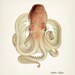 Angel Octopus 1 OC-01 Fine Art Print of a Vintage Natural History ...