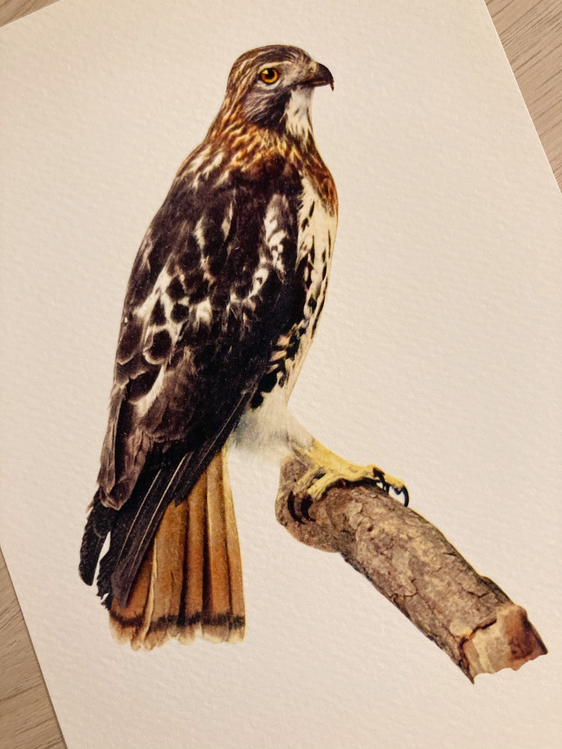 Red Tailed Hawk BI-14 Fine Art Print of a Vintage Natural - Etsy