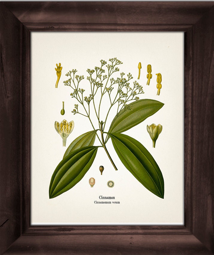 Vintage Cinnamon Print - KO-14 - Fine Art Prints of Kohler's Vintage ...