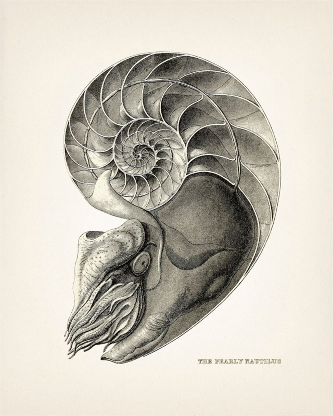 Nautilus Anatomy AN-09 Fine Art Print of a Vintage Natural - Etsy