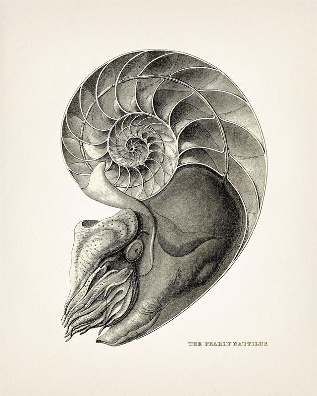 Nautilus Anatomy AN-09 Fine Art Print of a Vintage Natural - Etsy