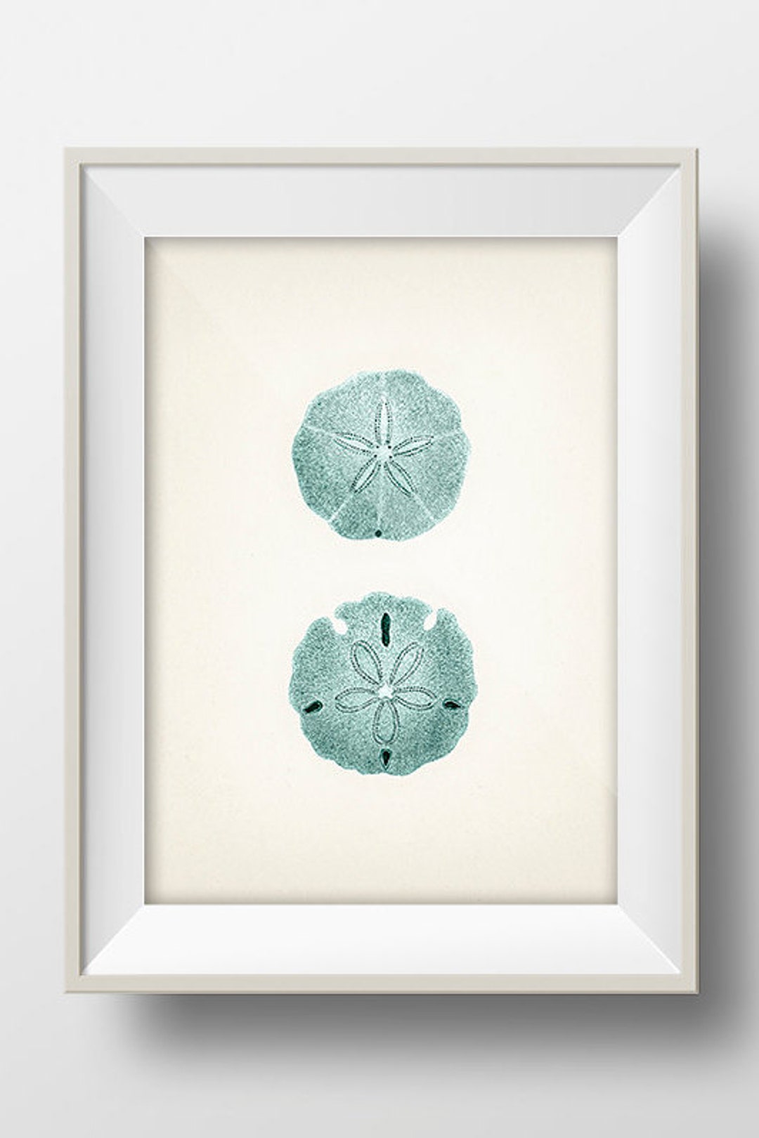 Blue Sand Dollar 1 - - Fine Art Print of a Vintage Natural History ...