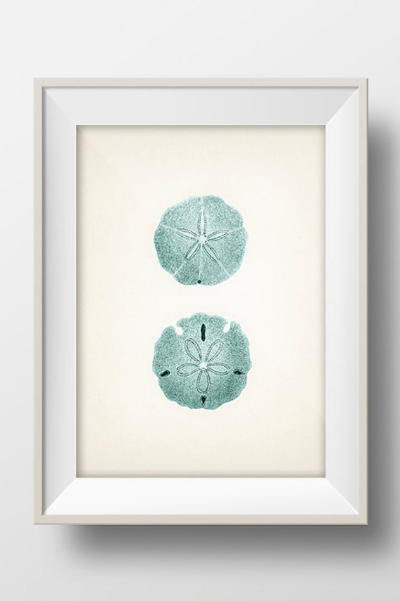 Vintage Sand Dollar Illustration Vintage / Antique Art Authentic