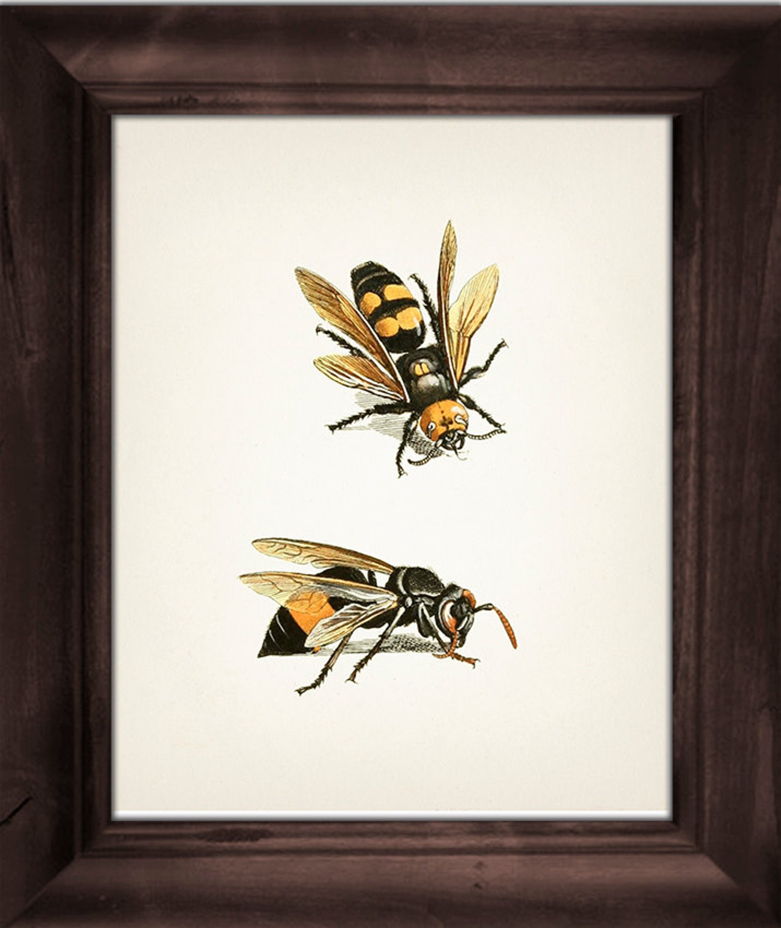 Wasps IN-10 Fine Art Print of a Vintage Natural History | Etsy