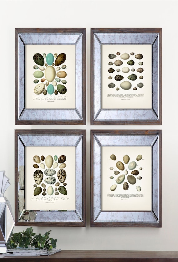Bird Eggs Print Set Fine Art Prints of a Vintage Natural | Etsy