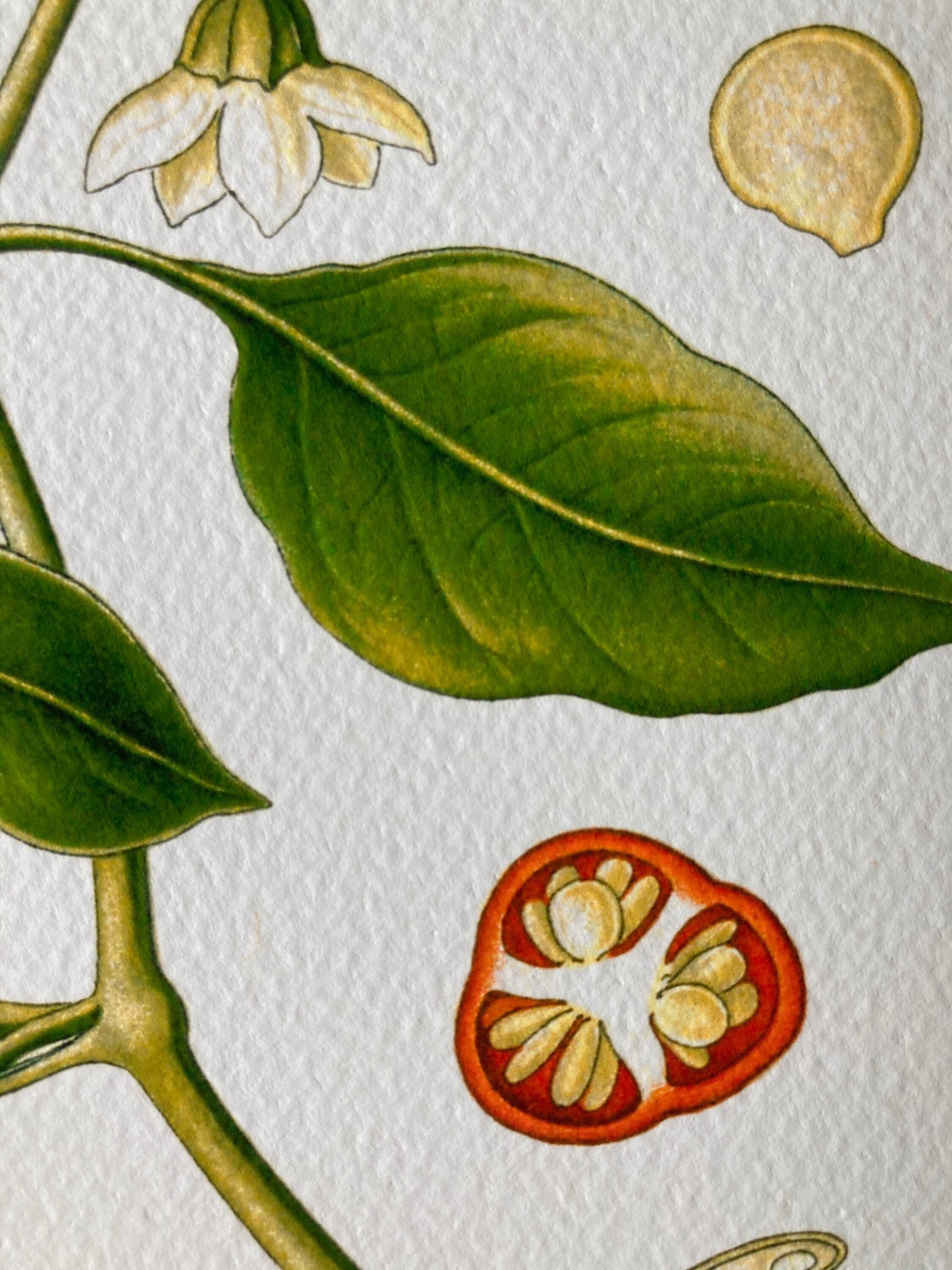 Vintage Chili Pepper Print Fine Art Prints of Kohler's | Etsy