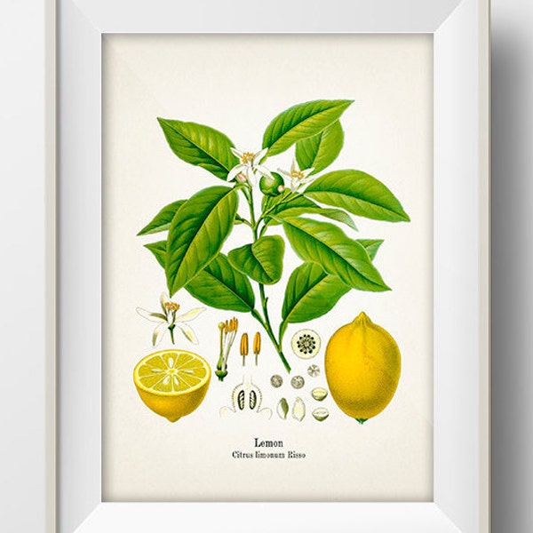 Lemon Print - Etsy