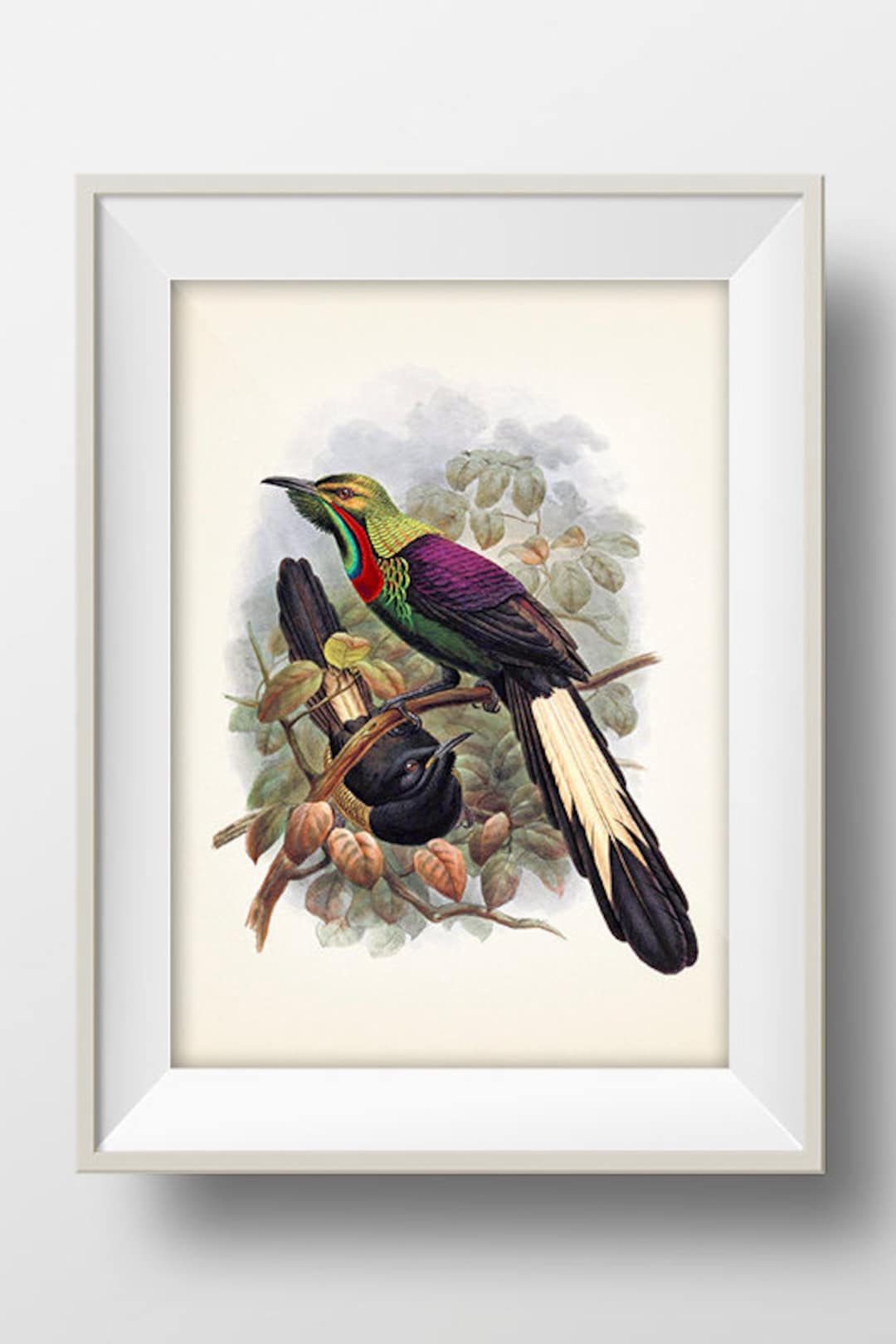 Splendid Astrapia Bird of Paradise (astrapia Splendidissima) - BP-18 ...