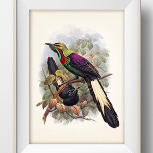 Splendid Astrapia Bird of Paradise (astrapia Splendidissima) - BP-18 ...