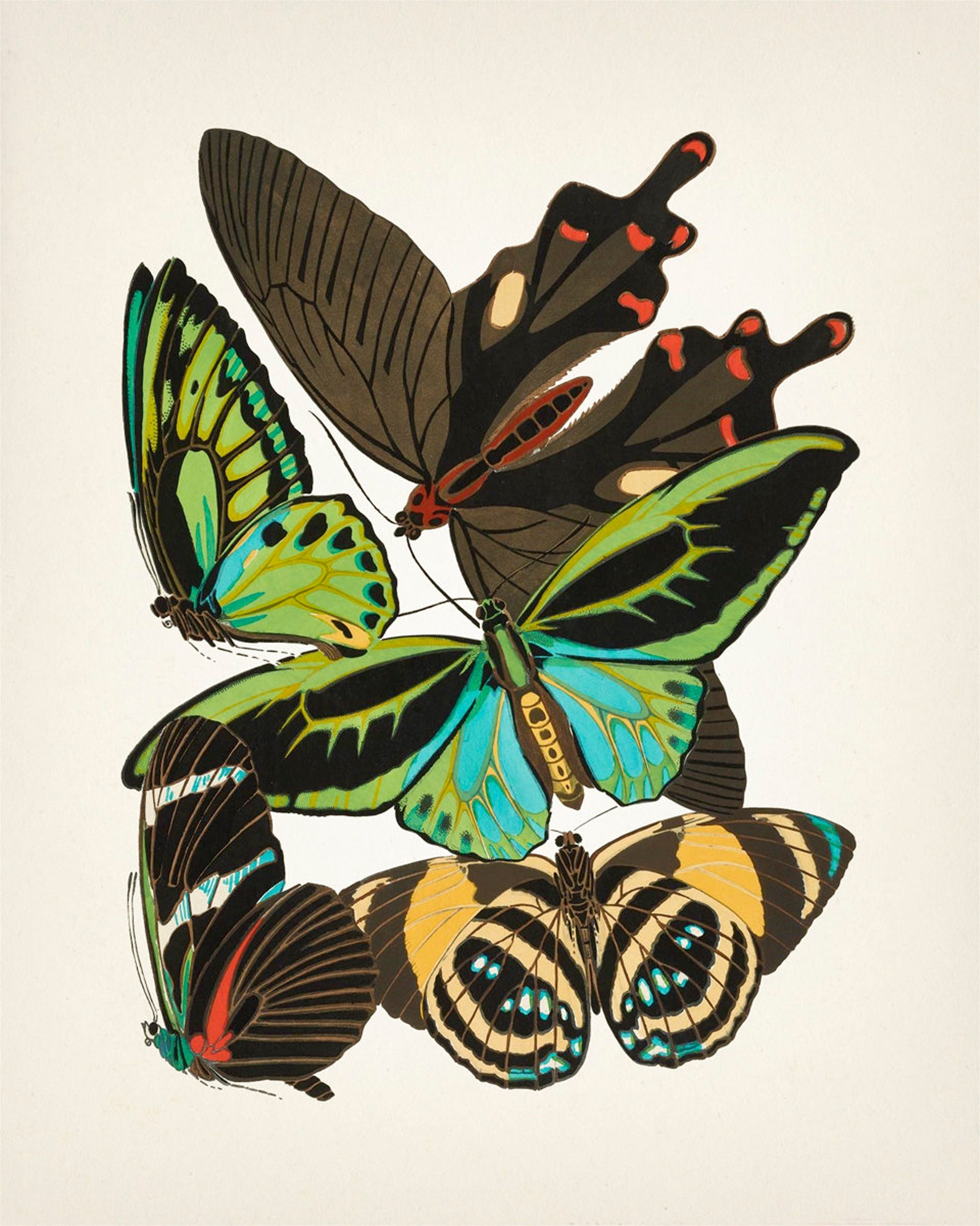 Butterflies SET No. 3 [1925] - Set of Four - Papillons - MO-81-86-90-93 ...