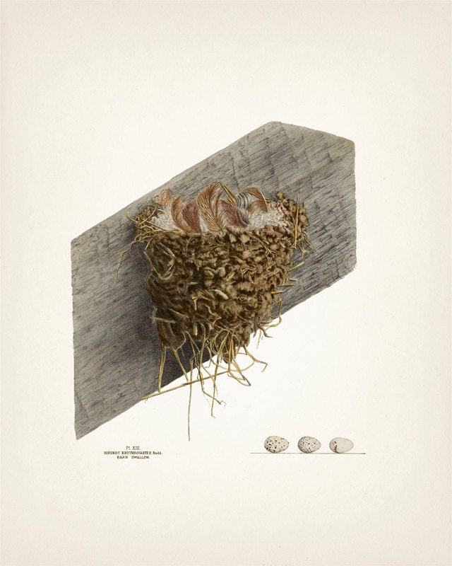 Barn Swallow Bird and Nest Print Pair BI-13 NE-07 Fine Art | Etsy