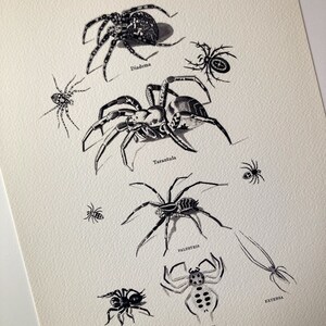 Spiders Illustration - Tarantula, Araneae, Araneidae [1806] -IN-19 Fine ...