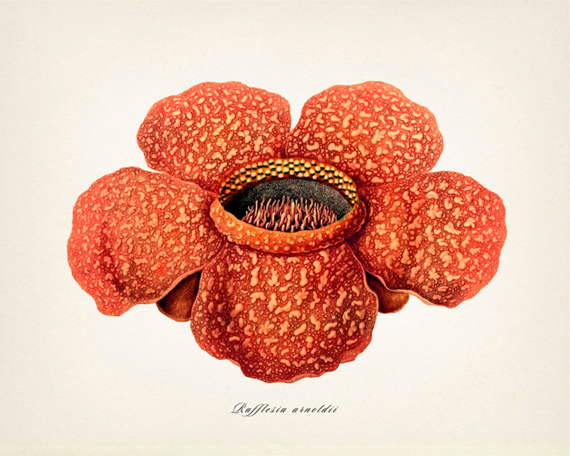 Corpse Lily - Rafflesia Arnoldii - PL-05 - Fine Art Print of a Vintage ...