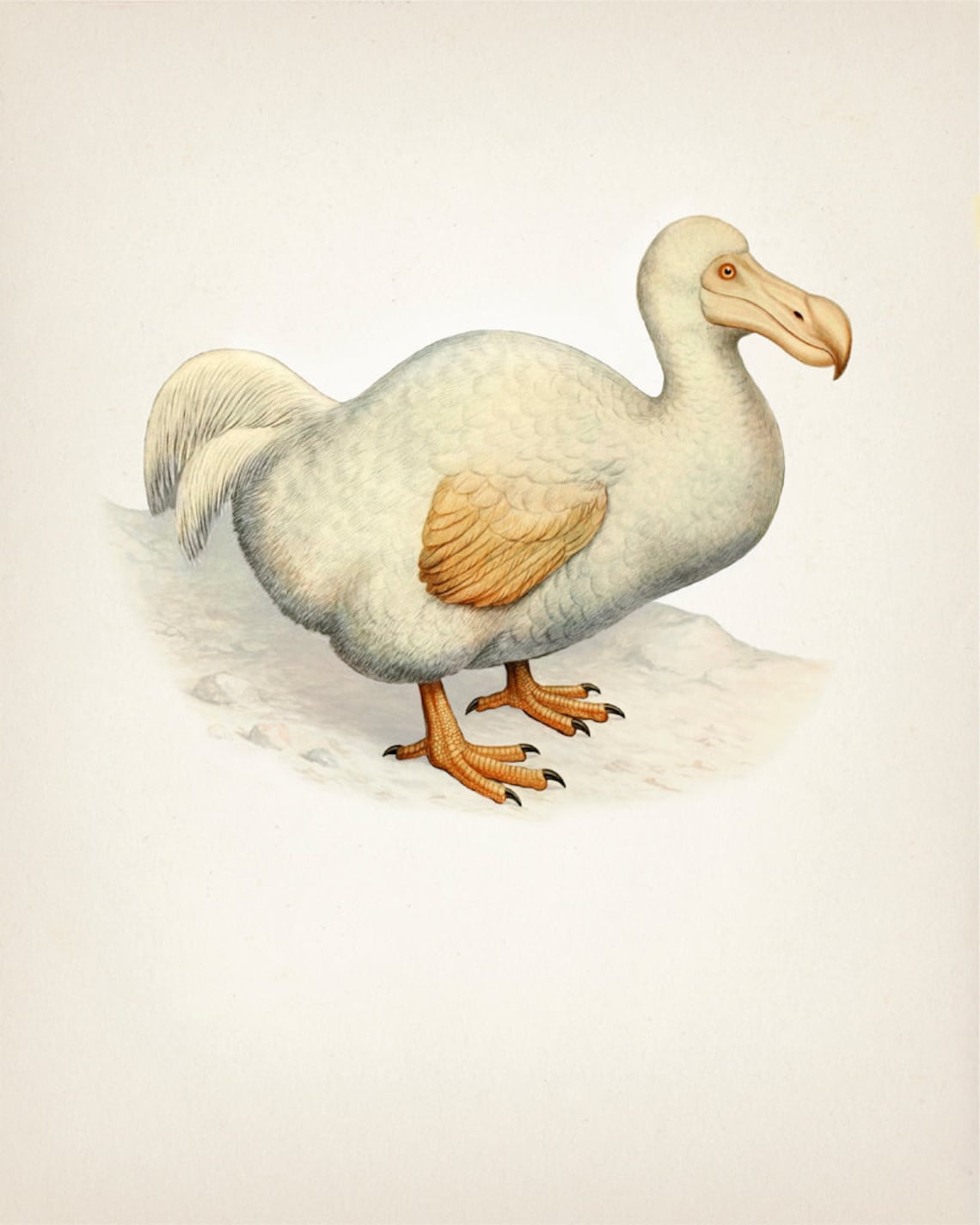 White Dodo Bird 1907 OE-14 Fine Art Print of a Curious | Etsy