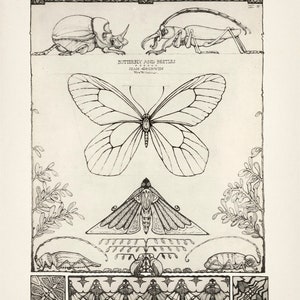 Butterfly and Beetles [1924] Design in Nature - IN-36 - Fine Art Print ...