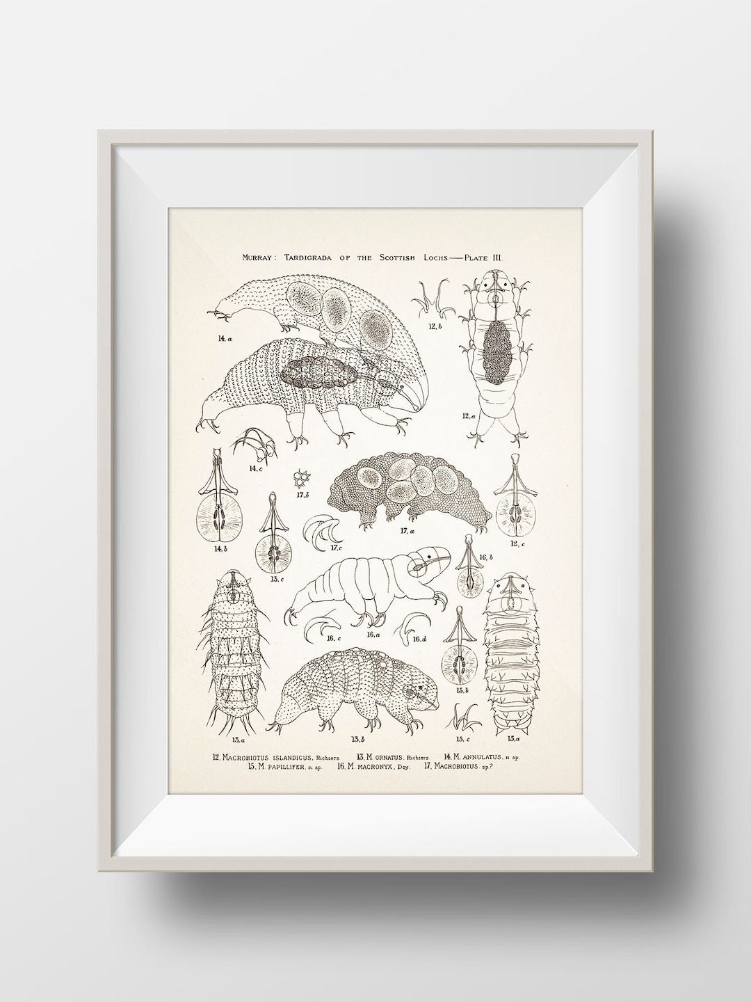Tardigrade (water Bear) Anatomy Specimens PLATE 3 - SC-20-24 - Fine Art ...