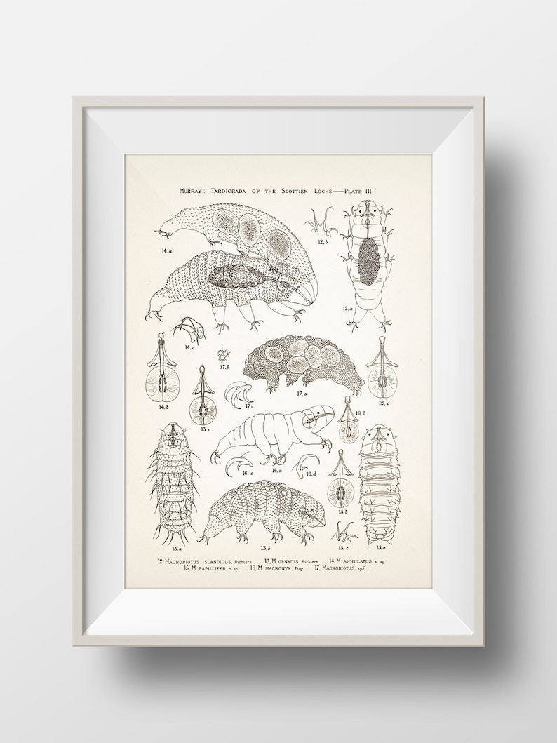 Tardigrade (water Bear) Anatomy Specimens PLATE 3 - SC-20-24 - Fine Art ...
