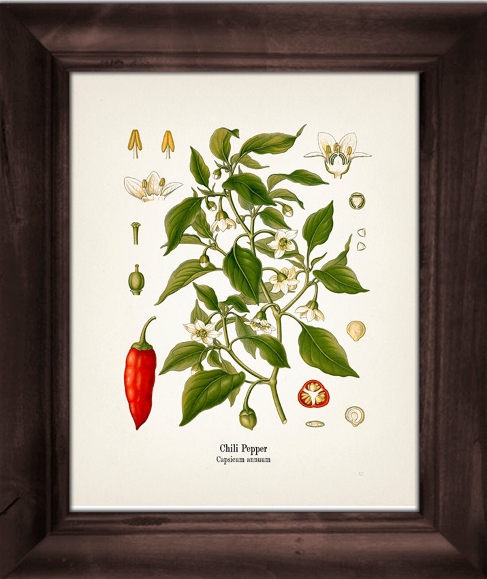 Vintage Chili Pepper Print Fine Art Prints of Kohler's | Etsy