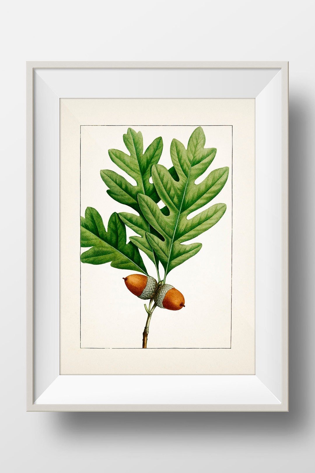 White Oak Tree (quercus Alba) - TR-11 - Fine Art Print of a Vintage ...