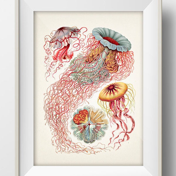 Jellyfish Art Print - Etsy