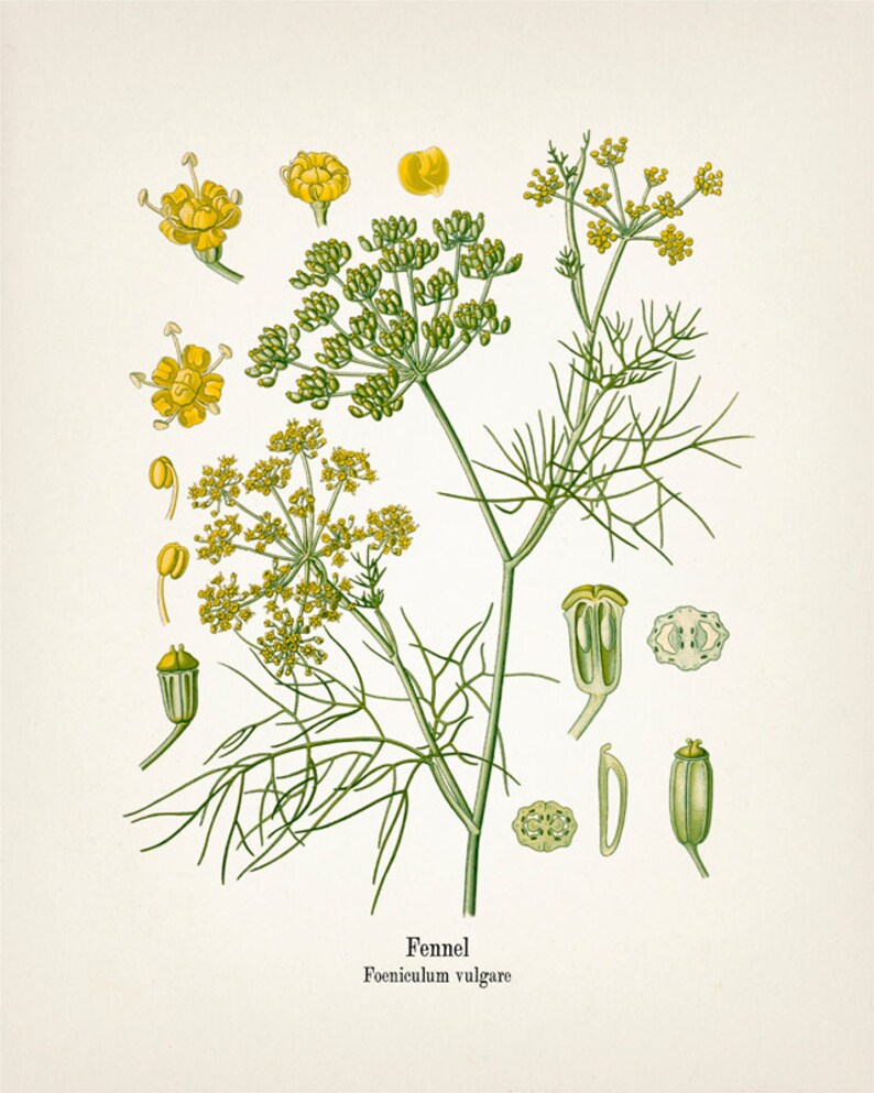 Vintage Fennel Print KO-20 Fine Art Prints of Kohler's - Etsy