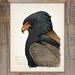 Bateleur Eagle -BI-11 - Avian Fine Art Print of a Vintage Natural ...
