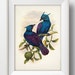 Trumpet Manucode Bird of Paradise - BP-20 - Fine Art Print of a Vintage ...