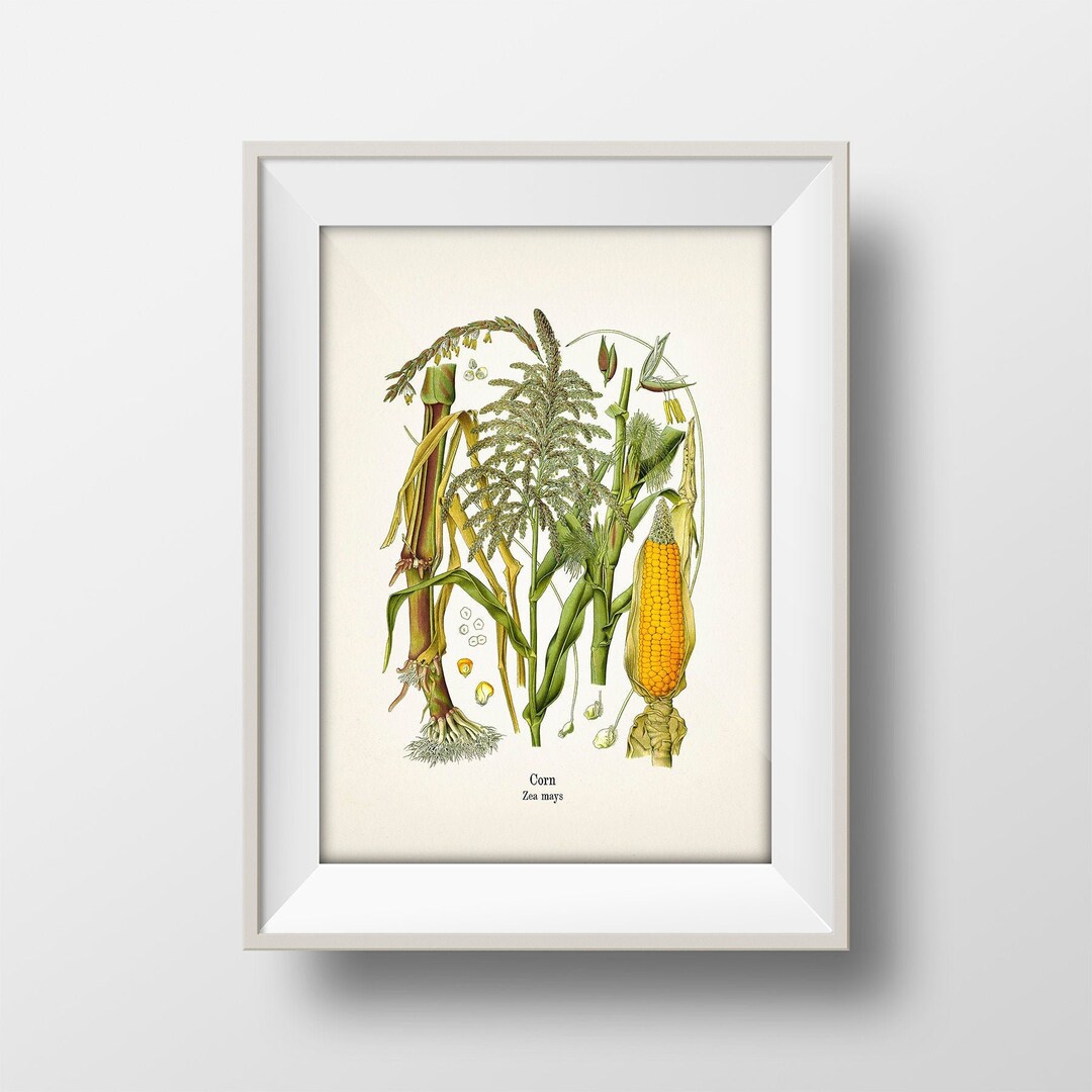 Corn, Maize - Zea Mays - KO-57 - Fine Art Prints of Kohler's Vintage ...