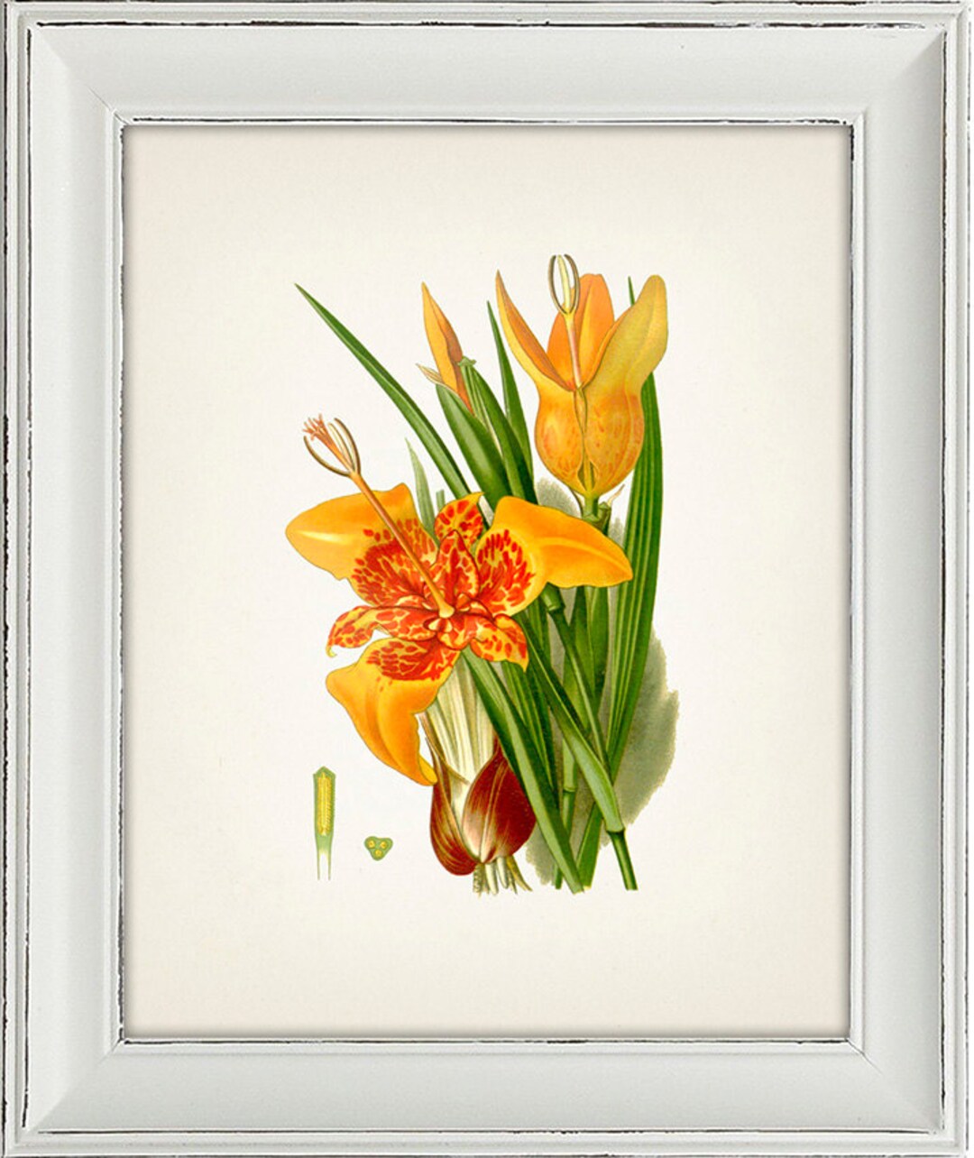 Tiger Flower (tigridia Pavonia) - - Fine Art Print of a Vintage Natural ...