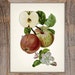 Vintage Apple Print 2- PL-40 - Fine Art Print of a Vintage Natural ...