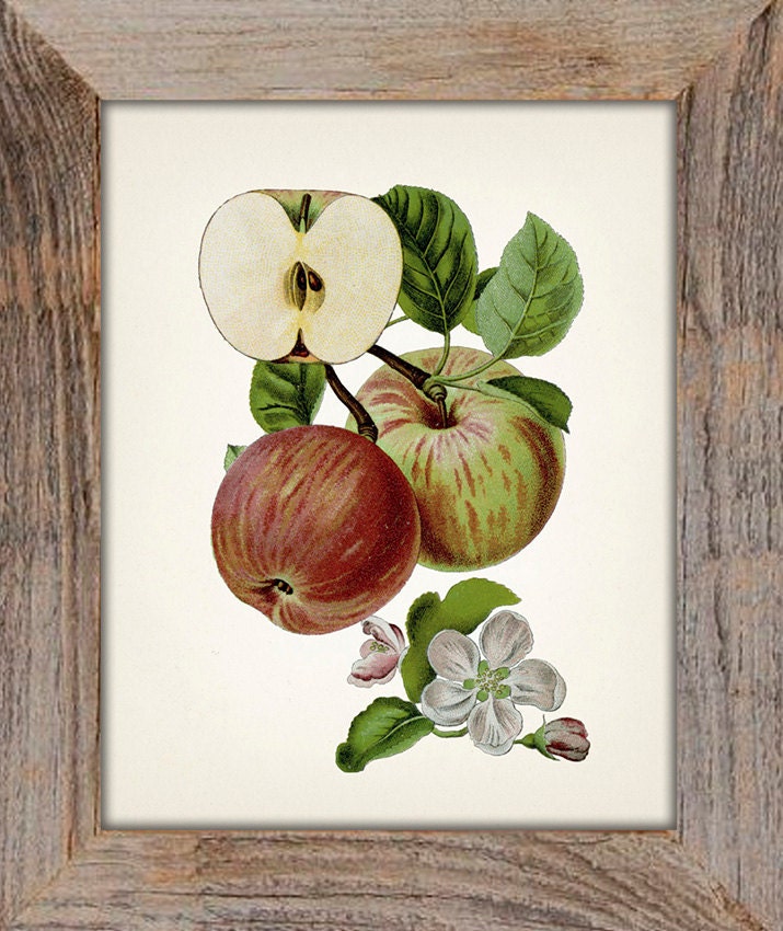 Vintage Apple Print 2- PL-40 - Fine Art Print of a Vintage Natural ...
