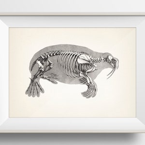 Walrus Skeleton - AN-31 - Fine Art Print of a Vintage Natural History ...