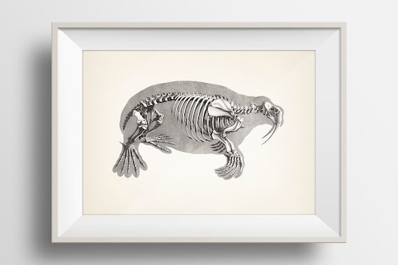 Walrus Skeleton