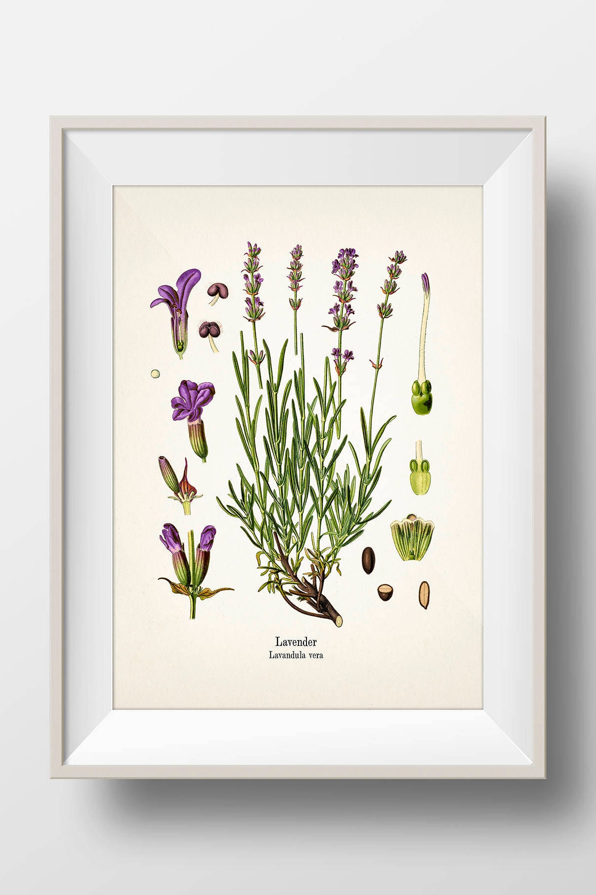 Lavender Vintage Botanical Illustrations Lavender Herb Art Print